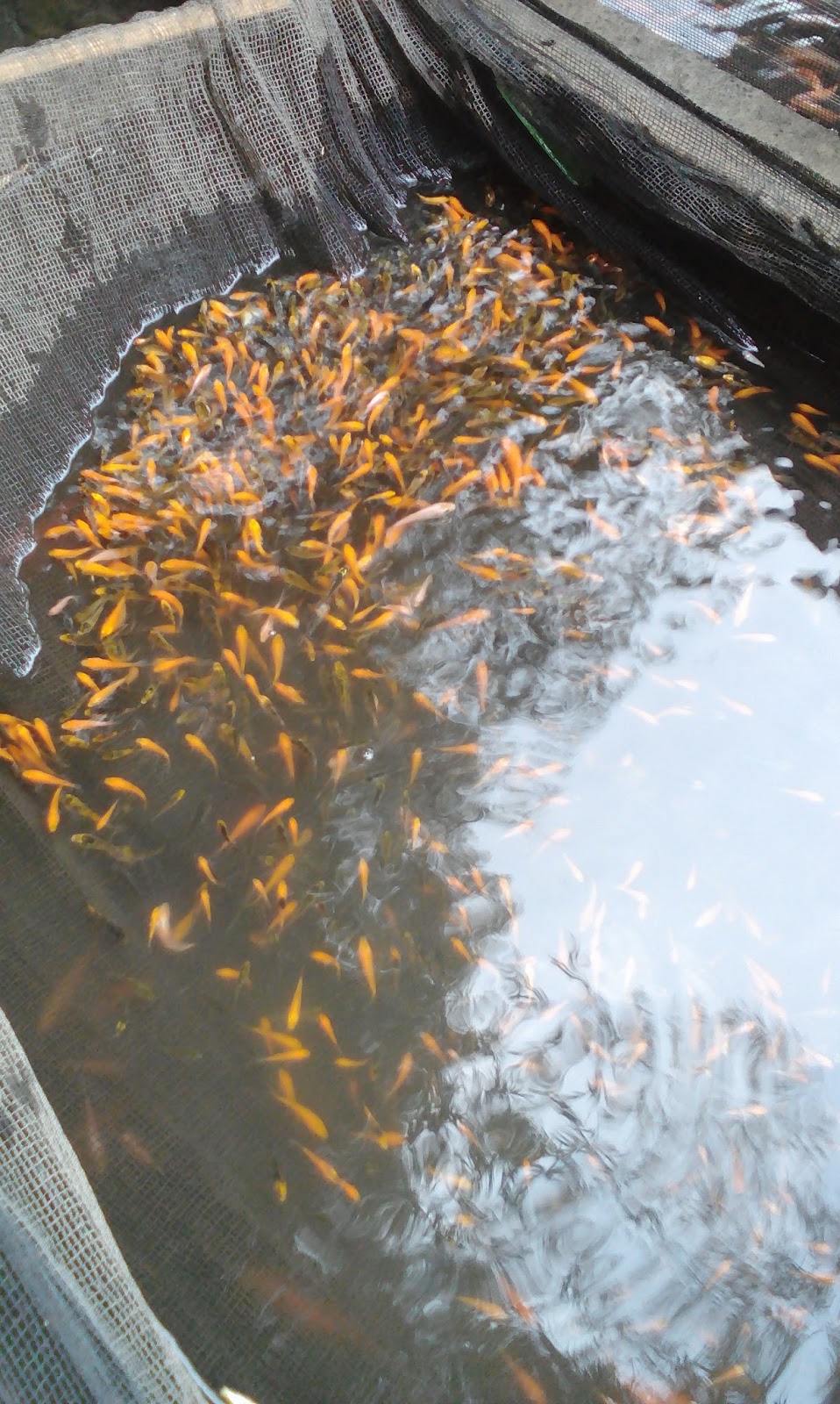 Jual bibit ikan murah bersertifikat: BIBIT MURAH IKAN LELE DI TIMIKA