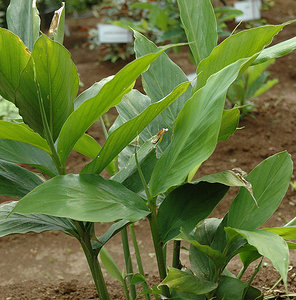 Kapulogo – Amomum cardamomum Willd - Education Articles