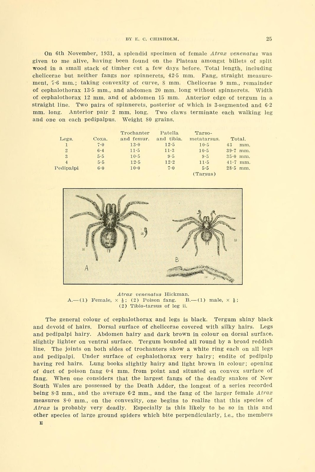 OpenUp! blog: Content Highlights - Sydney Funnel Web Spider (Atrax ...