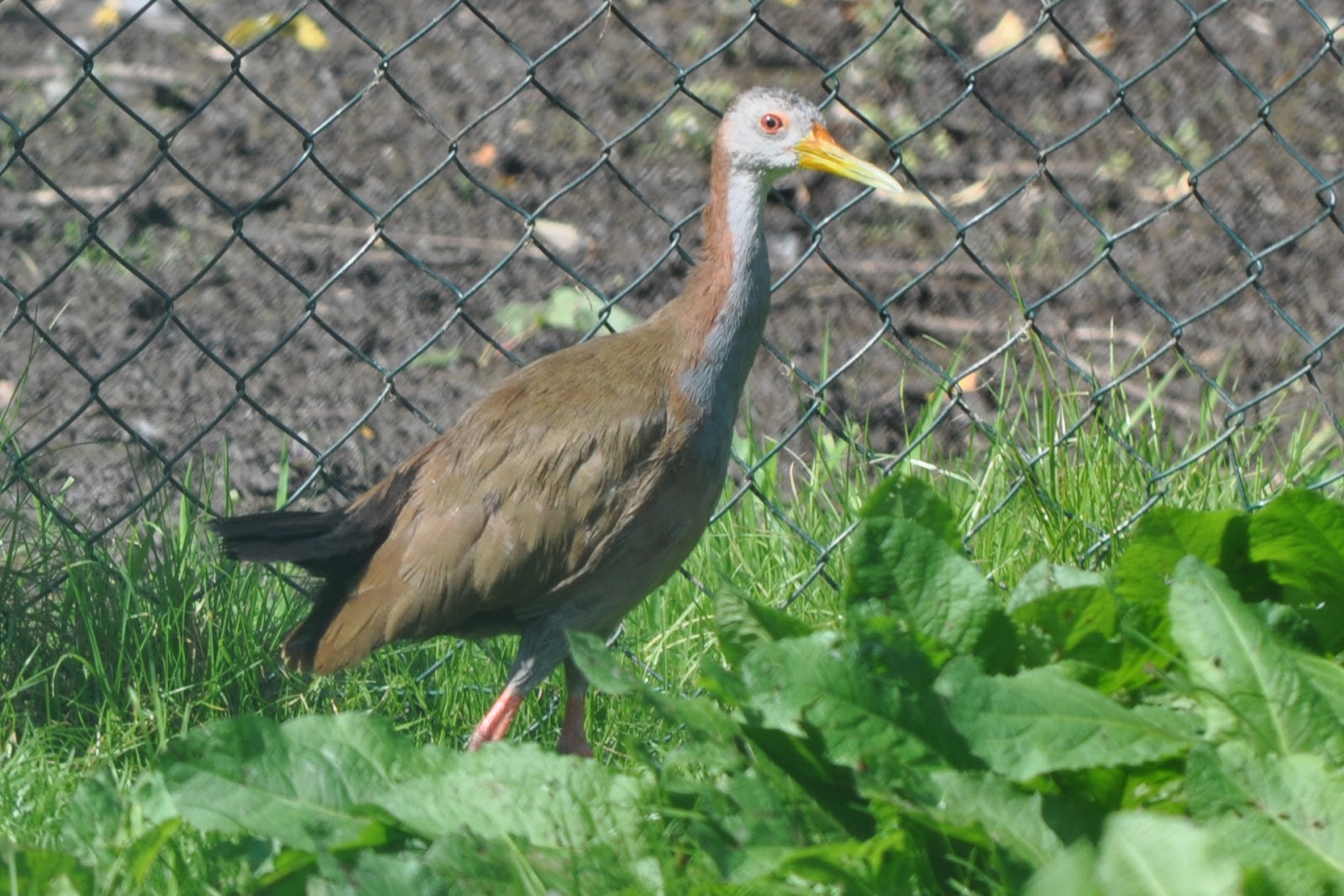 ZOOTOGRAFIANDO (6.100 ANIMALS): RASCÓN DE CUELLO ROJO / GIANT WOOD-RAIL ...