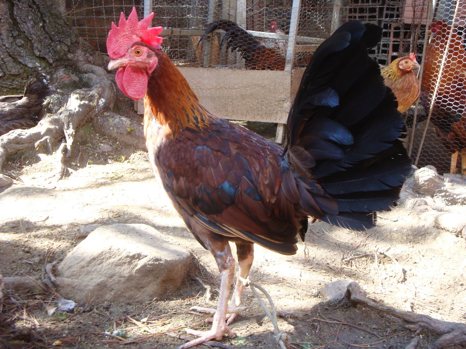 gallo colorado culimbo