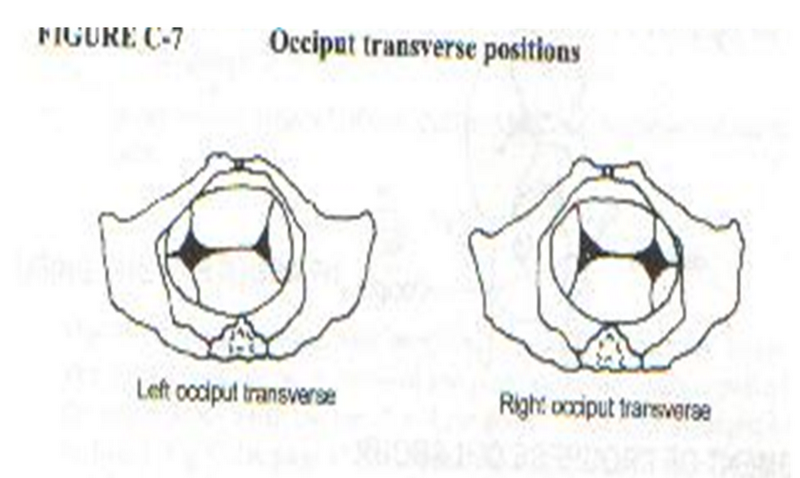 MBBS Medicine (Humanity First): Normal Labour