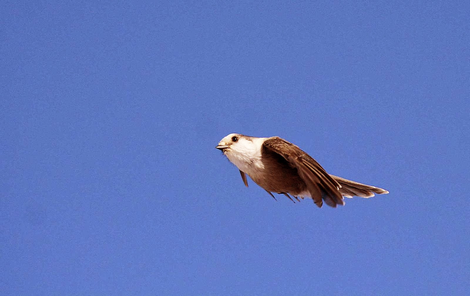 Turbo's Track and Photo Tour: Grey Jays, Whitetail Bucks, and a Ram ...