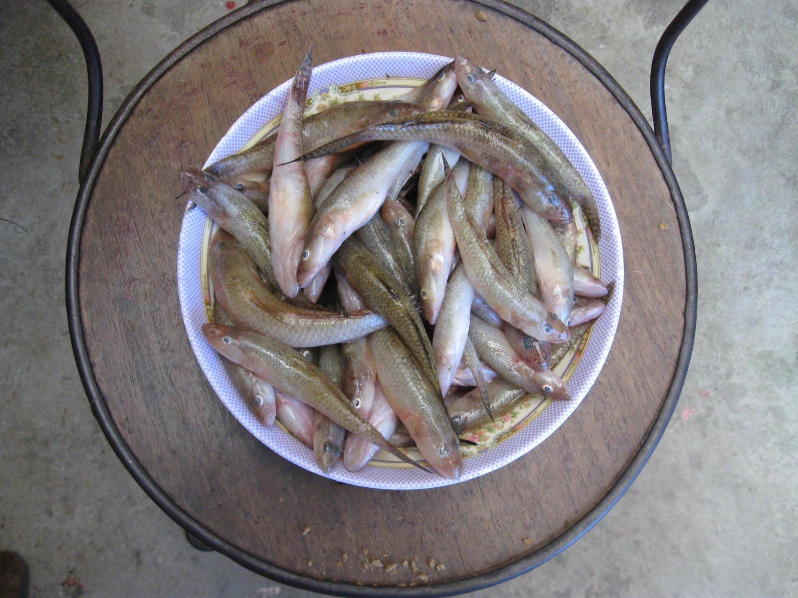 Isinay Bird: A Fish Whose Isinay Name Also Refers to a Skin Disease