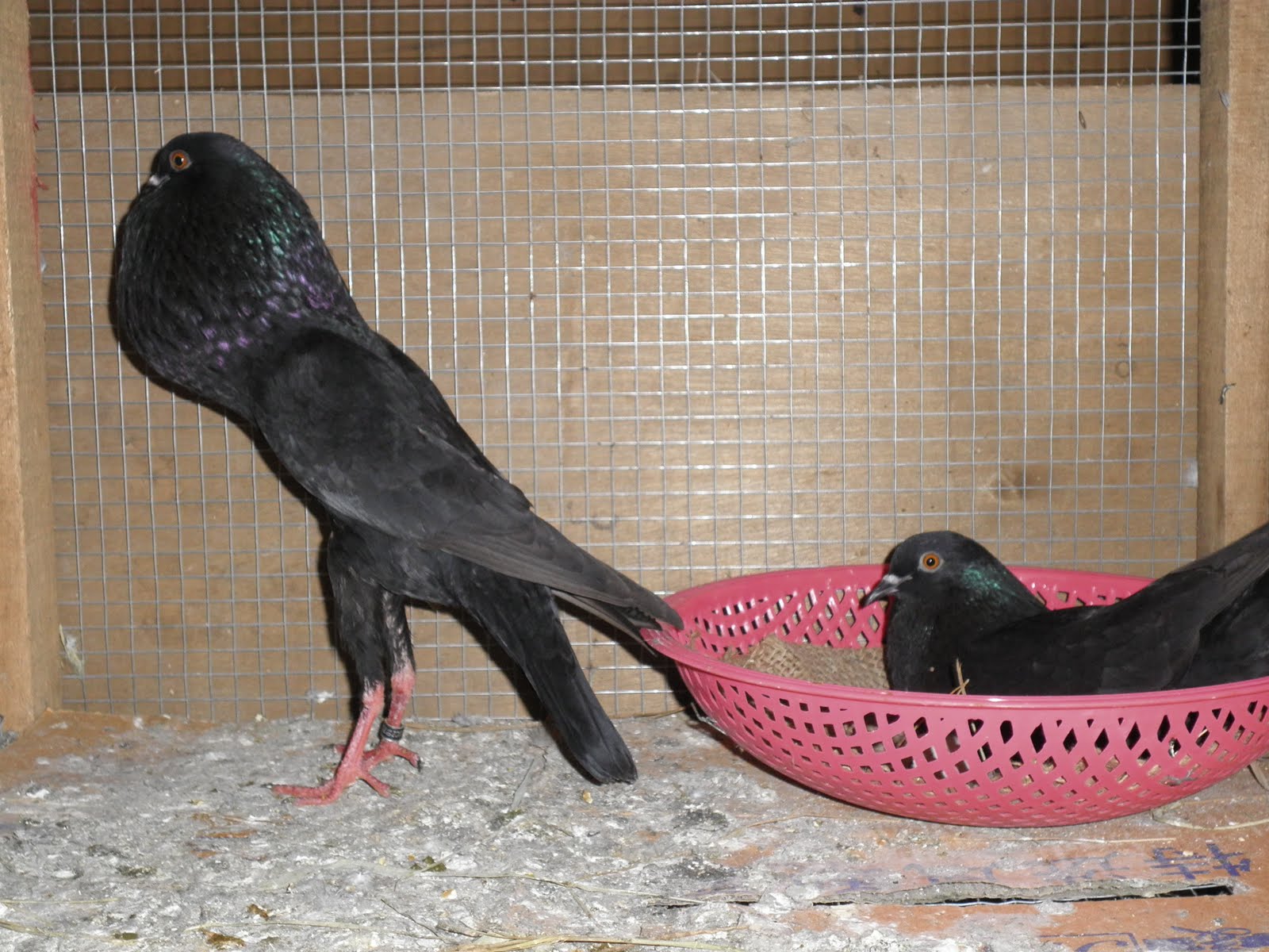 Pigeon Kelantan