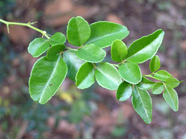 Jeruk Kingkit (Triphasia trifolia)