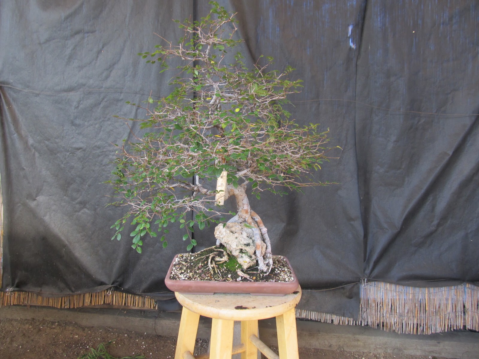 bonsaibp's bonsai blog: Root over rock 101