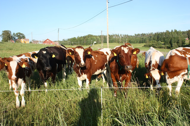 Under Kastanjen: Bland kossor och kor