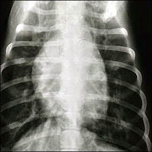 Bronchitis pada Hewan - Mydokterhewan
