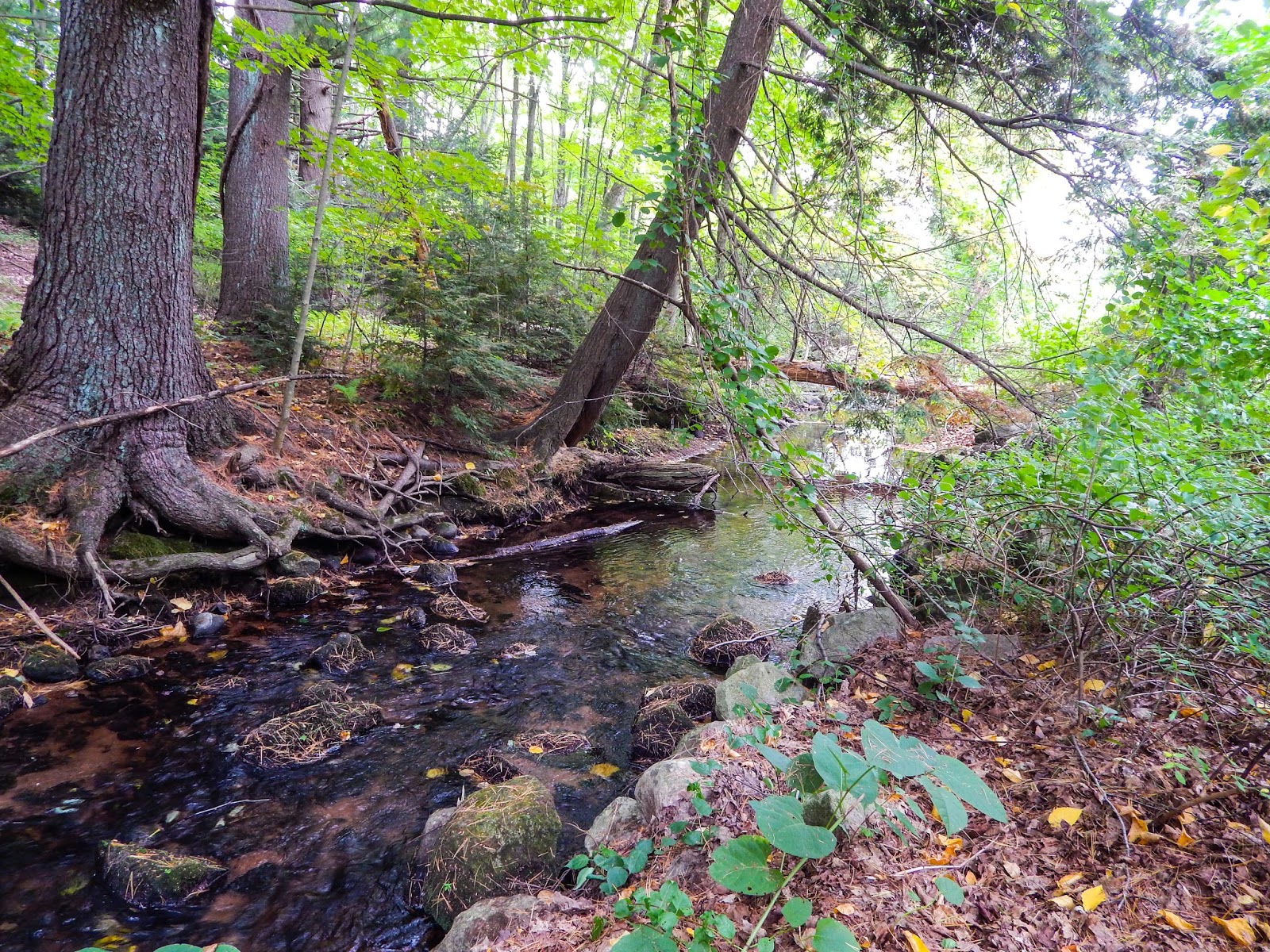 Small Stream Reflections: September 2017