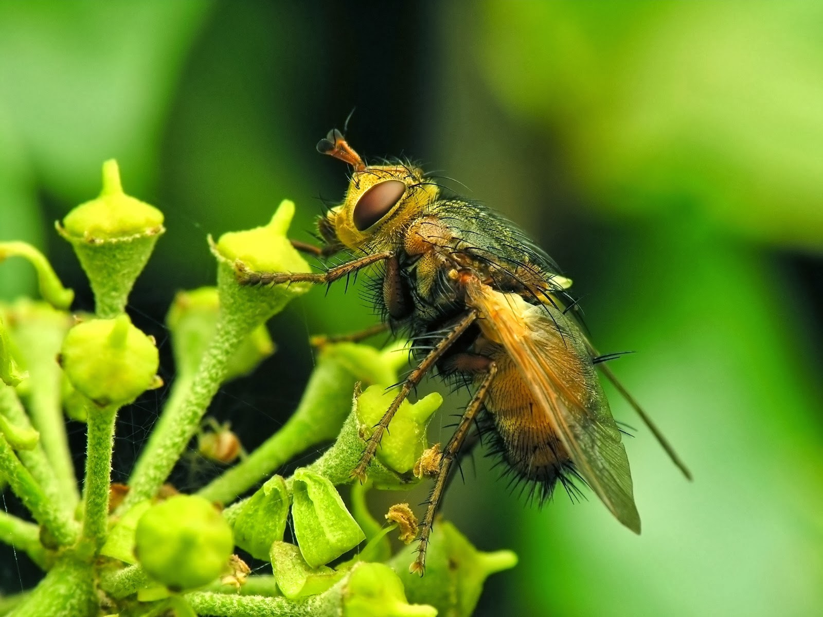 Funny Bee Wallpapers ~ Funny Wallpapers