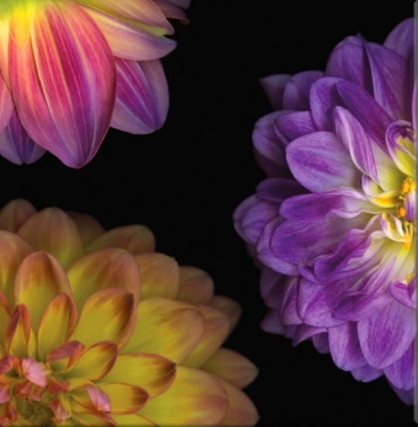 El arte es su máxima expresión : Cuadros de Flores Modernas