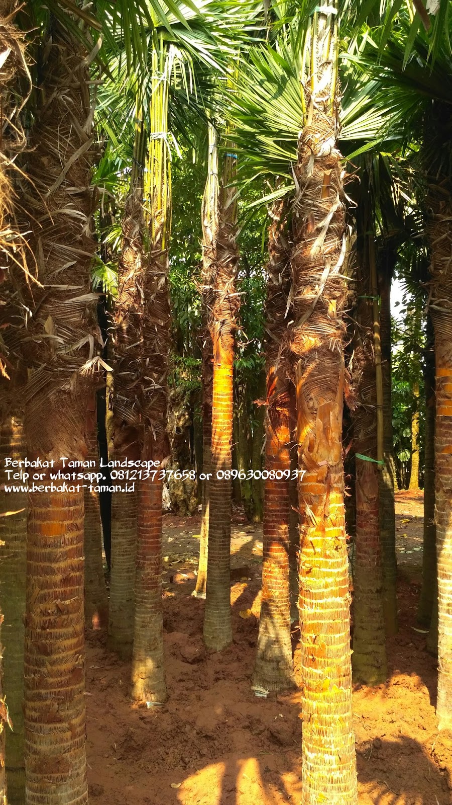Pohon Palem Sadeng Minyak Murah | Sadeng Sinencis - Tukang Taman ...