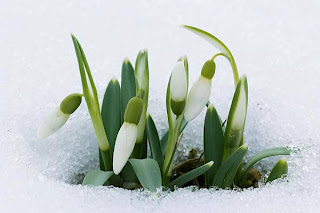 Luunja Keskkooli 4.B klassi ajaveeb 2012/2013: Kevad