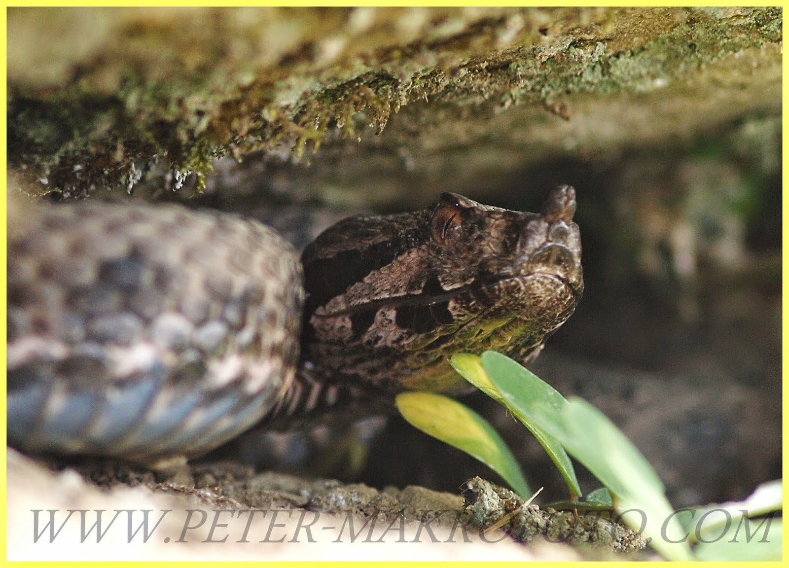 PETER'S MACRO FOTOBLOG: modras (Vipera ammodytes)