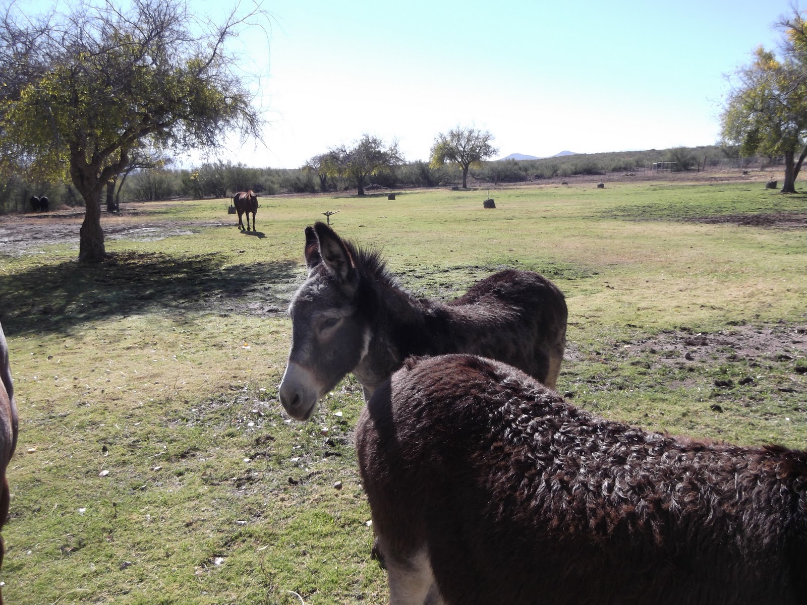Road Trip: Slaughter Ranch
