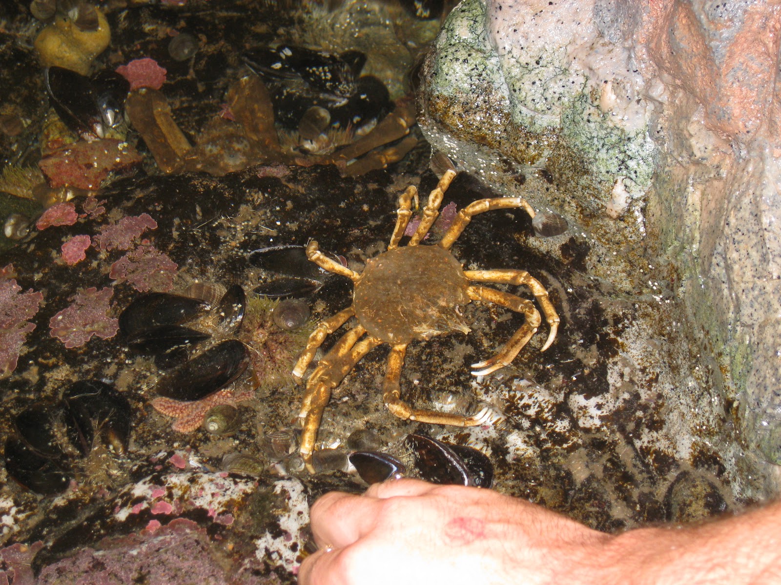 WHS AP Bio 2012: Bernieri: Crustacean