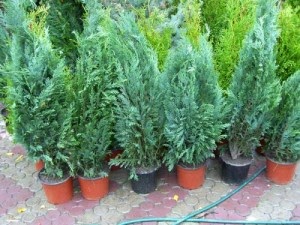 PLANTELE CARE NE UCID. Vampirii energetici pe care îi ţinem în apartament