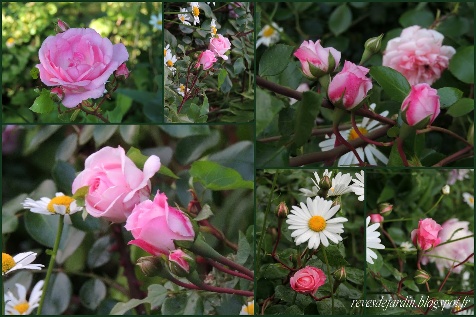 IL ETAIT UN PETIT JARD'AIN ...: MES HISTOIRES DE ROSES....