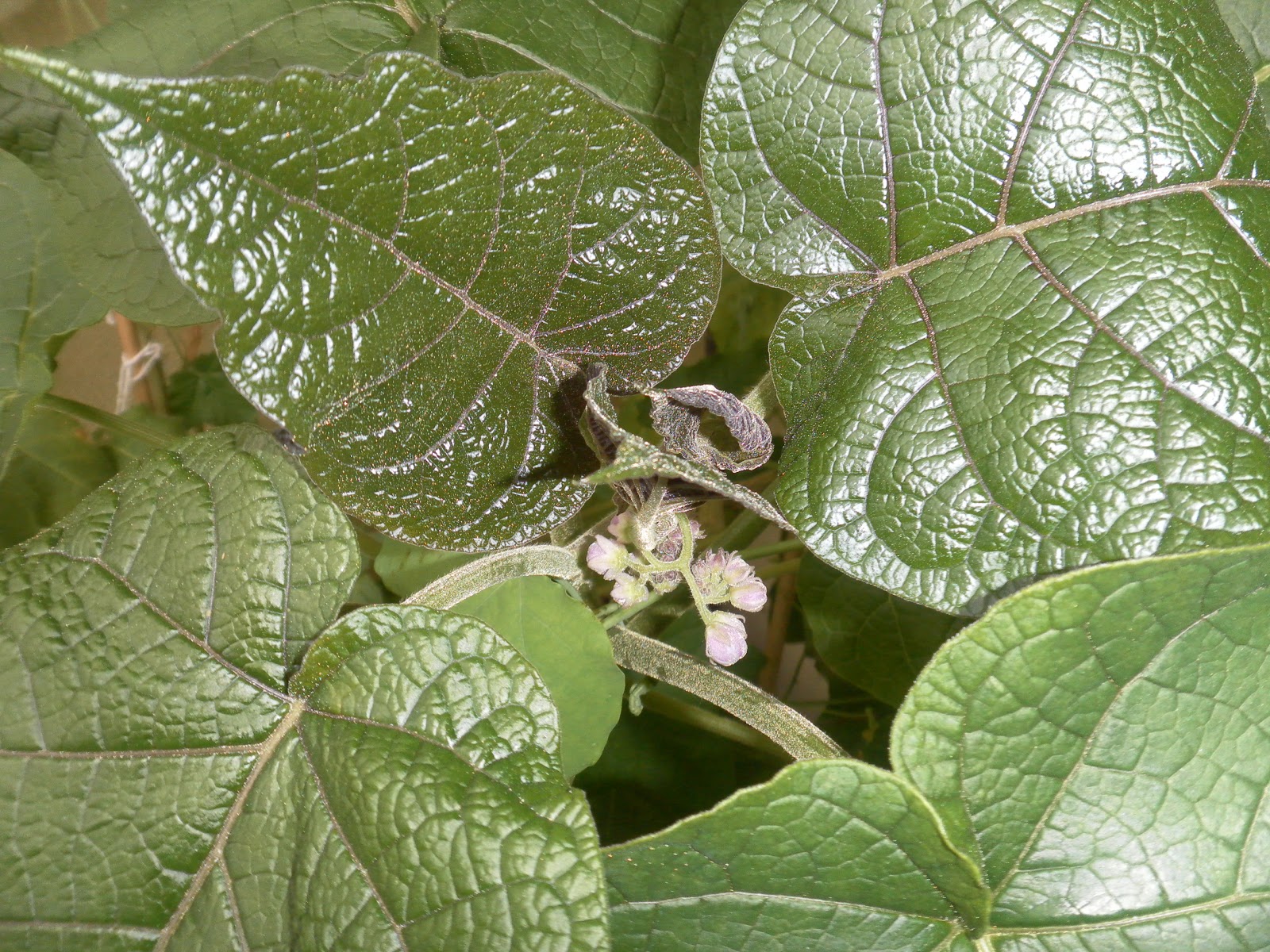 Scirpidiella's Plants: Hardy Tamarillos (Cyphomandra sp.div.)