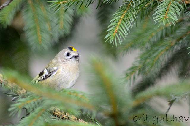 BritsBesteBilder: Fuglekonge : Regulus regulus