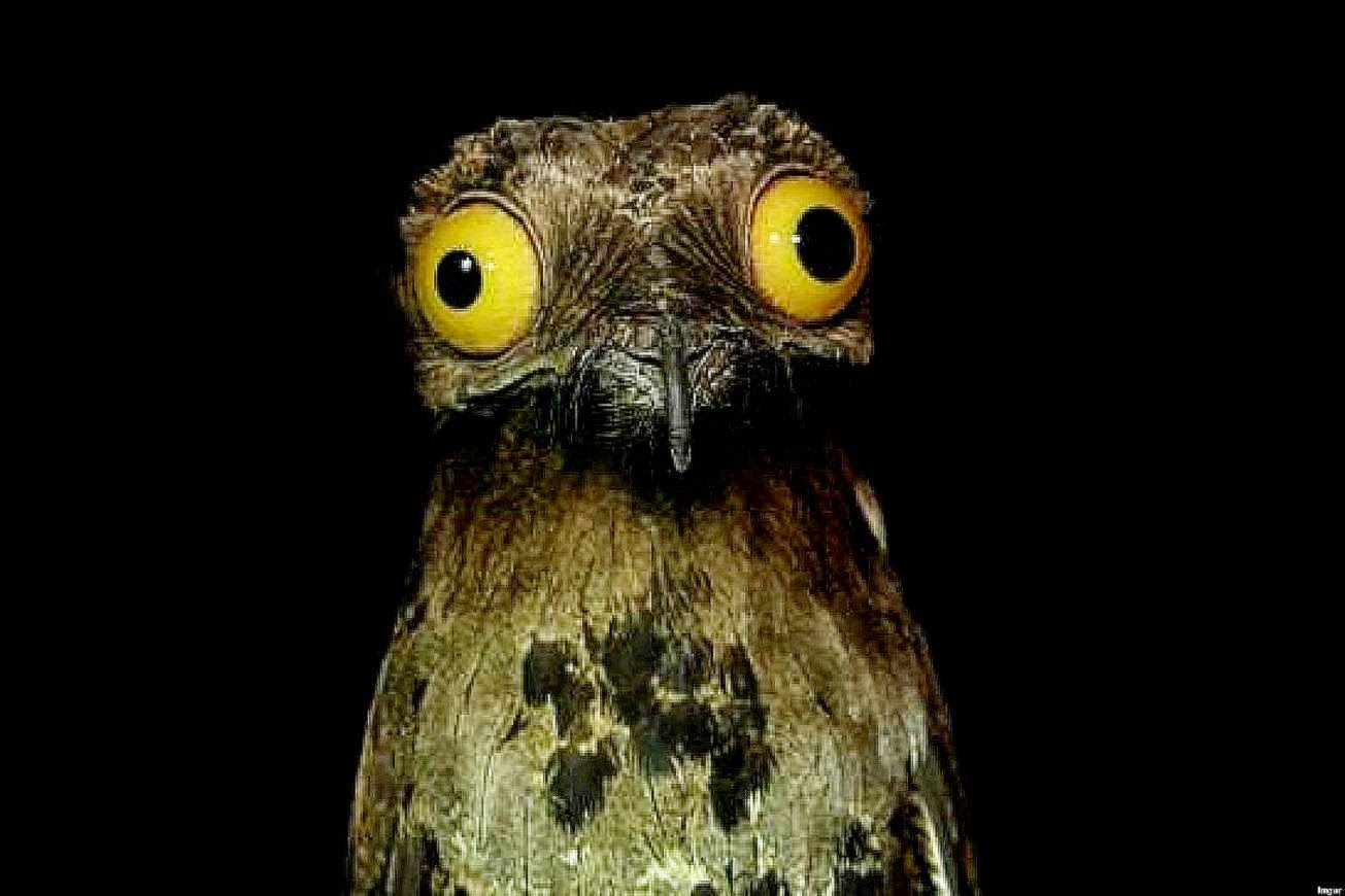 Awesome Potoo Bird Resembles A Tree Trunk Wallpaper | High Definitions ...