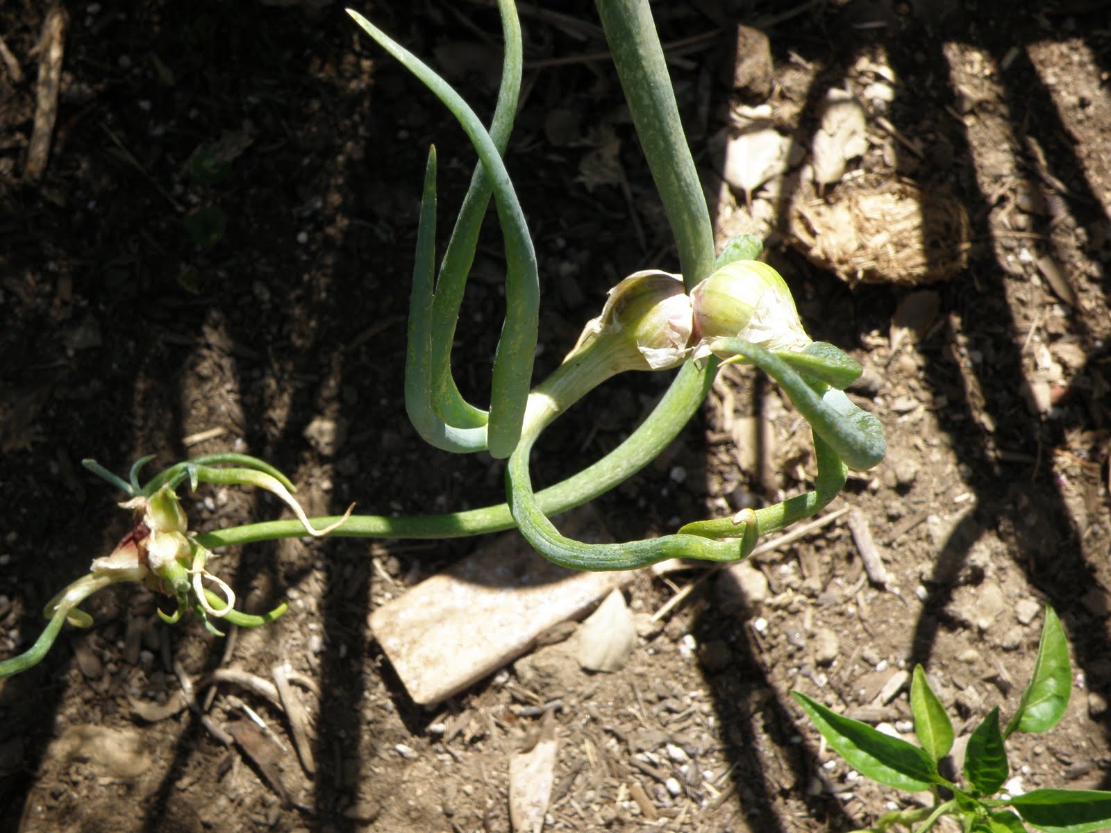 A Thinking Stomach: Anthropomorphic Onions