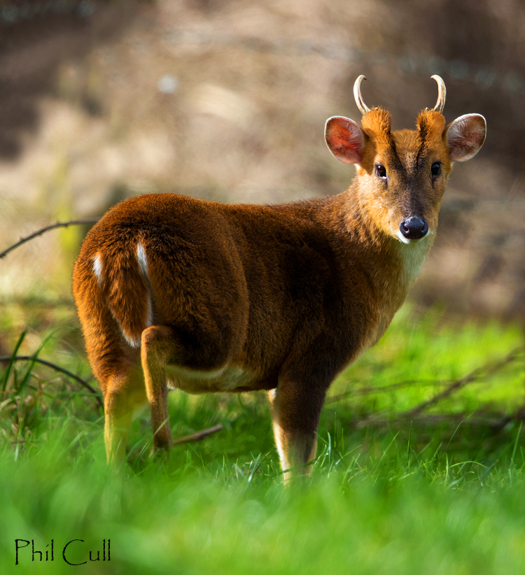 Phil Cull Wildlife Photography: February 2018 Muntjac buck at Langley ...