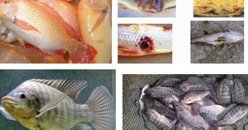 Ini Dia Hama dan Penyakit Ikan Nila Organik serta Cara Mengatasinya