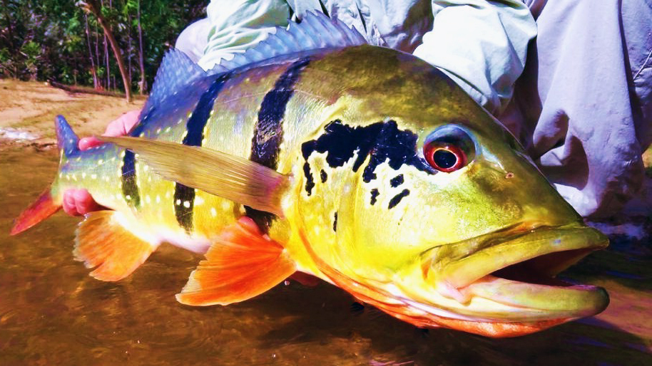La Pesca del Pavón Gigante o "Tucunaré"