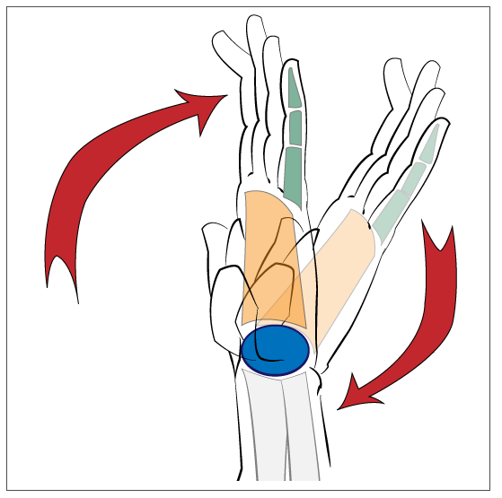 Paint Draw Paint, with Ross Bowns: Anatomy Basics: Skeletal Anatomy of ...