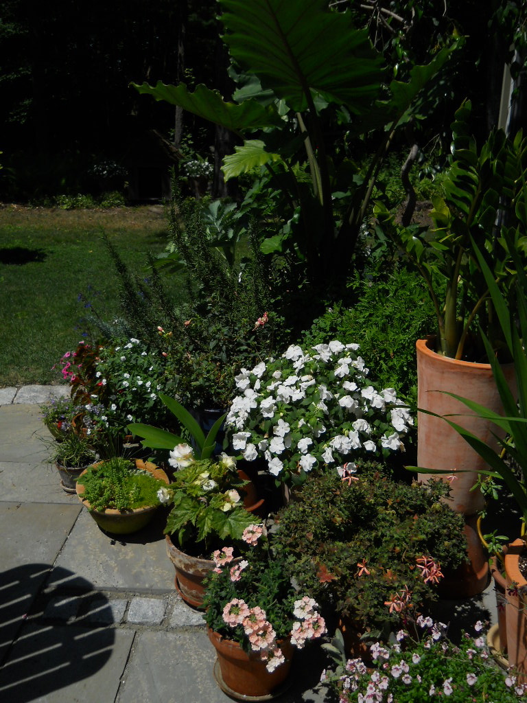 Anemone Times: The Gardens of Maude and John Odgers