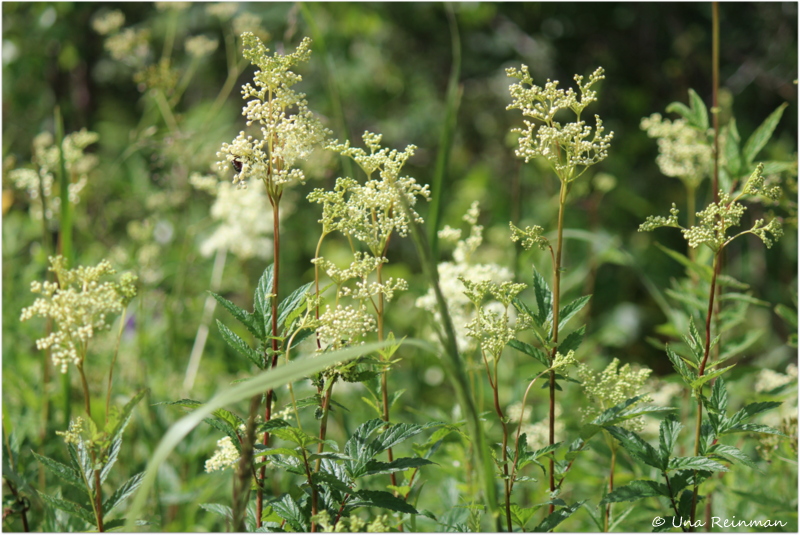 Hallatar-blogi : Mesiangervo