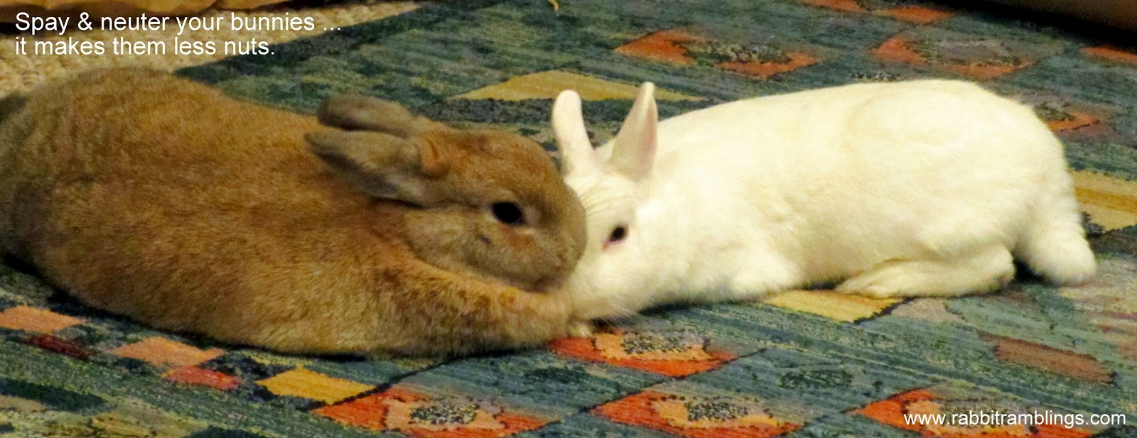 Rabbit Ramblings: Bunny Care/Resource Links