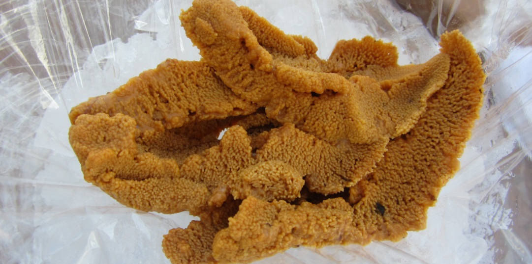 Purple Penguin Eats: Fresh Santa Barbara Uni (Sea Urchin)