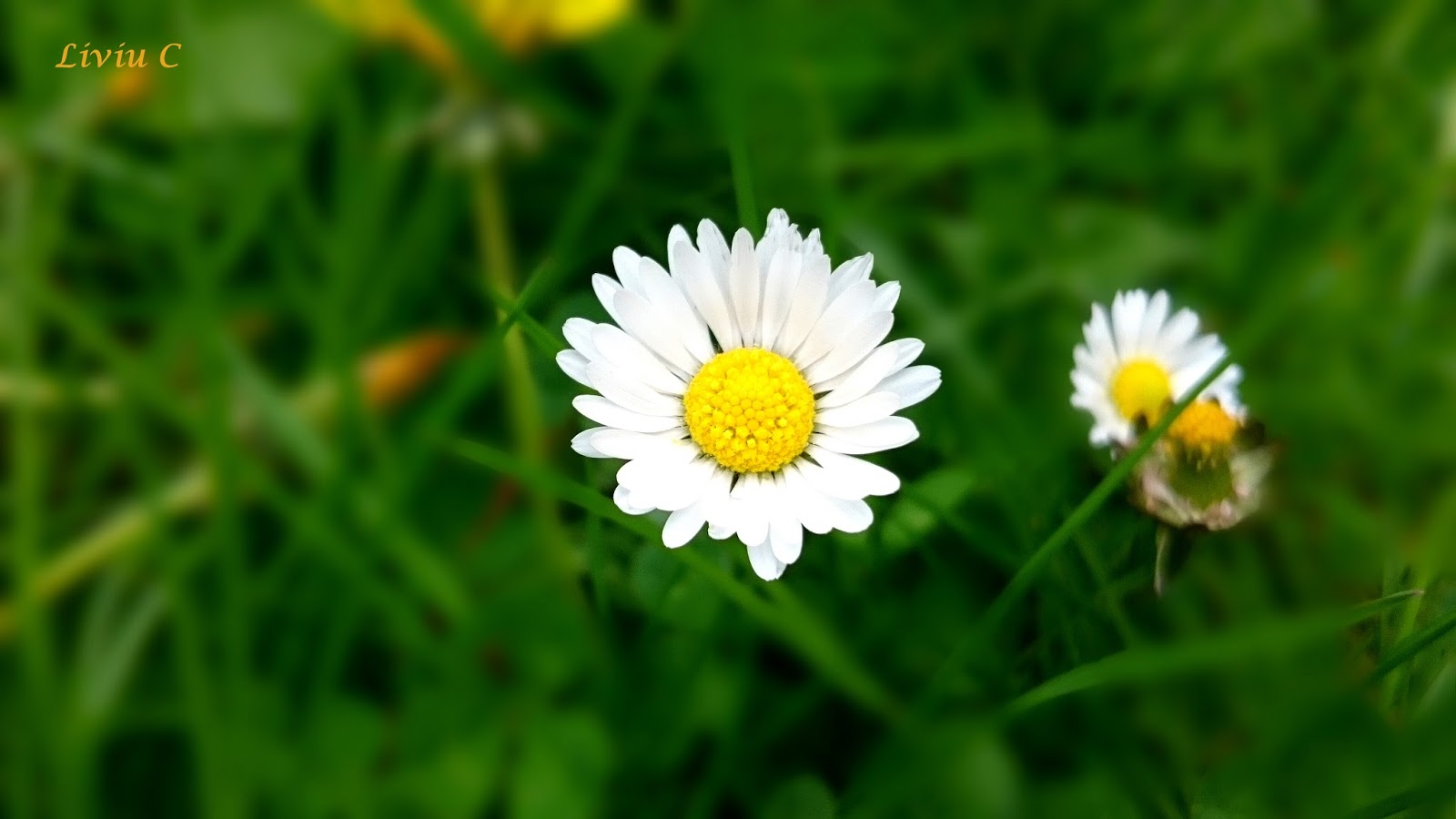 Liviu C: floricele pe campii ...