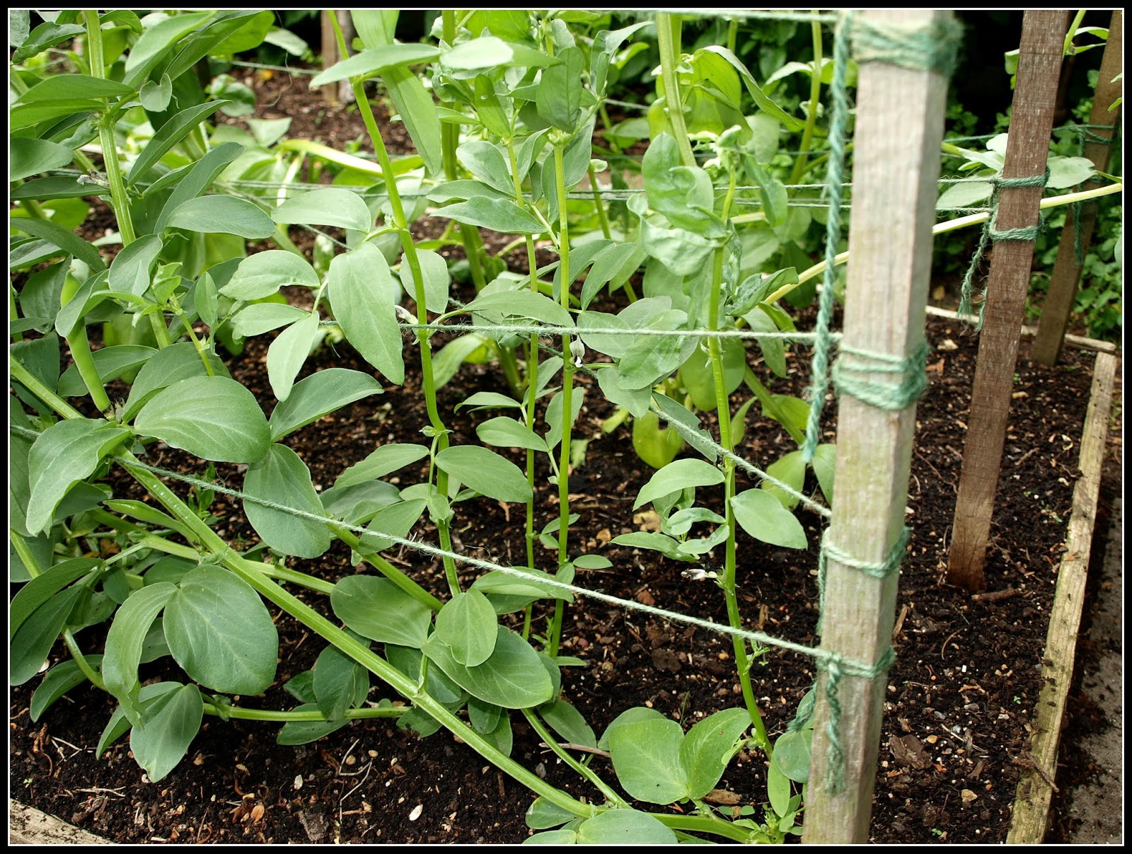 Mark's Veg Plot: Staking my Broad Beans