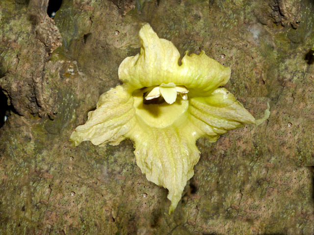 Calabash Tree - Rum Gasa | SL Flora