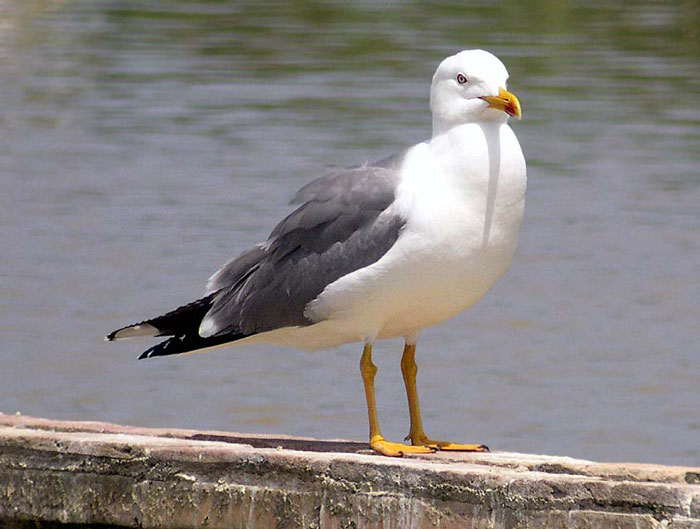 Ptice - Vinko Kalinić