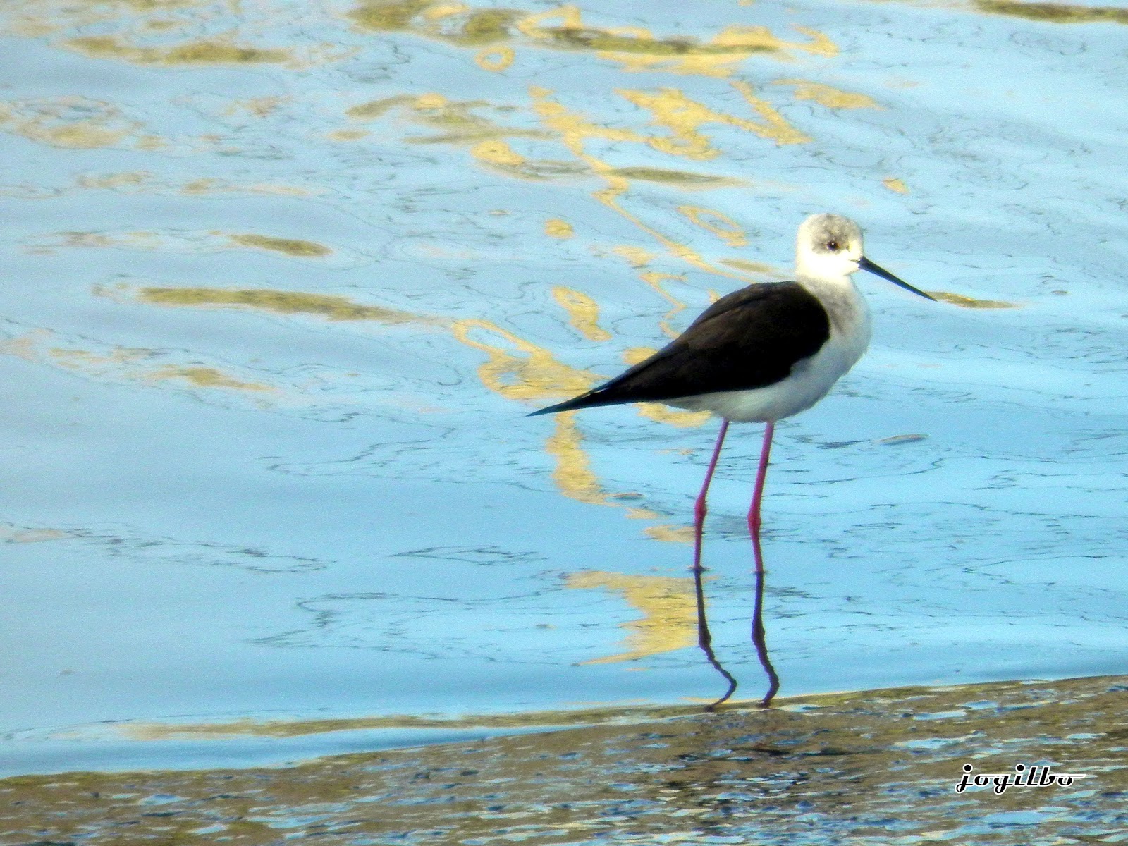 benquerer: Pernilongo