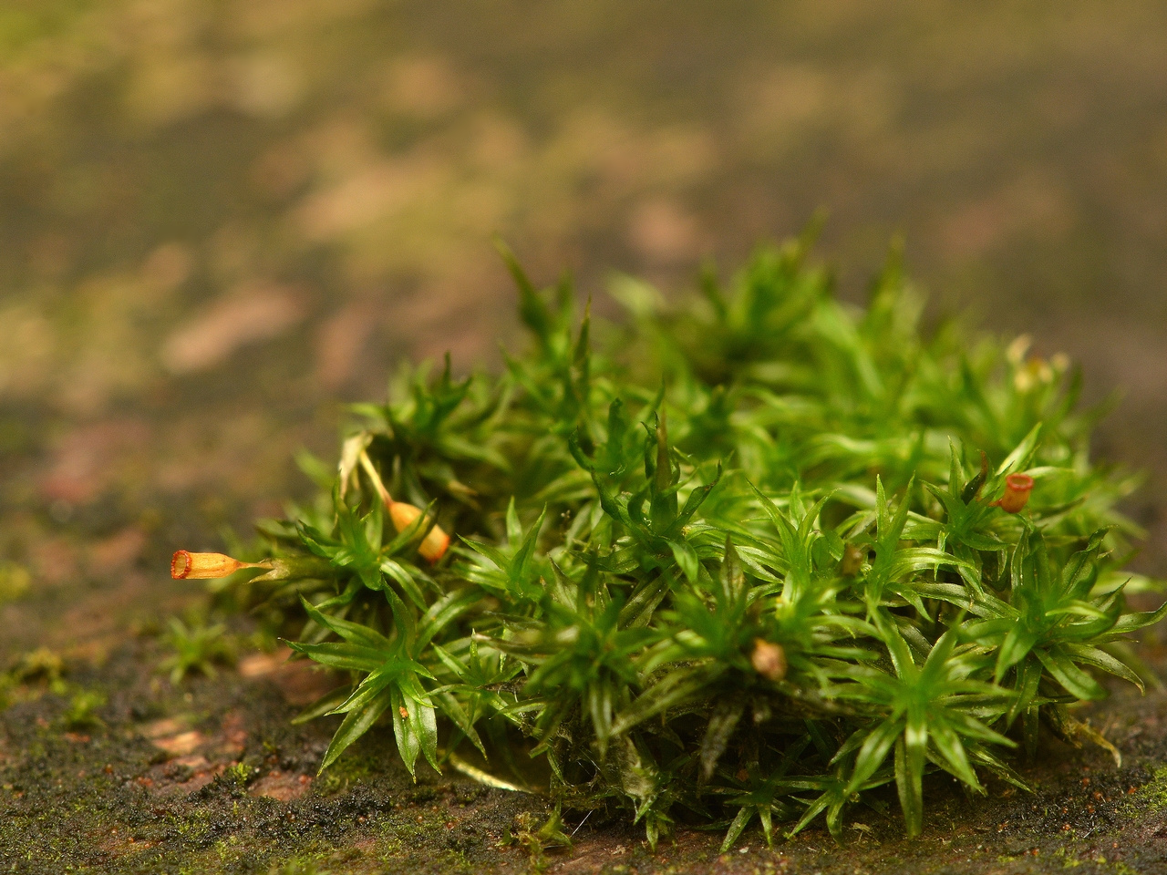 そよ風のなかで Part2: サヤゴケ