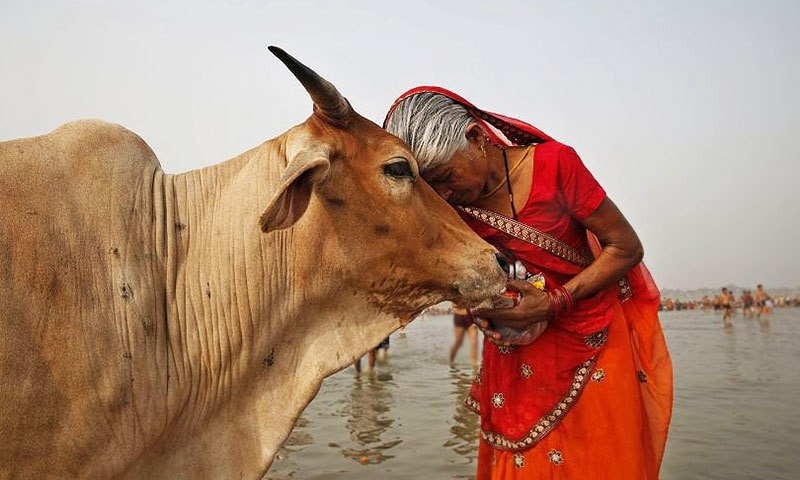 Ever Wondered Why A Cow Is Considered ‘Holy’ In Hinduism? - Like To Get ...