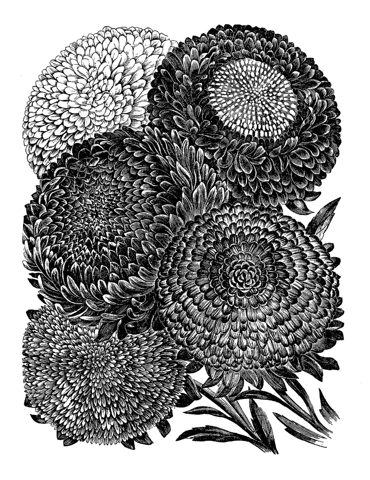 Digital Stamp Design: Free Botanical Artwork Stock Flower Fruit Digital ...