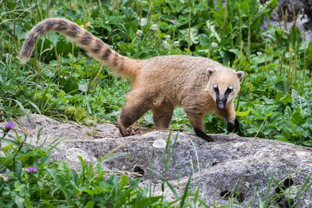 Parientes de mapache: Características