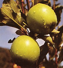 Budidaya Tanaman Pangan: APEL WANGLIN