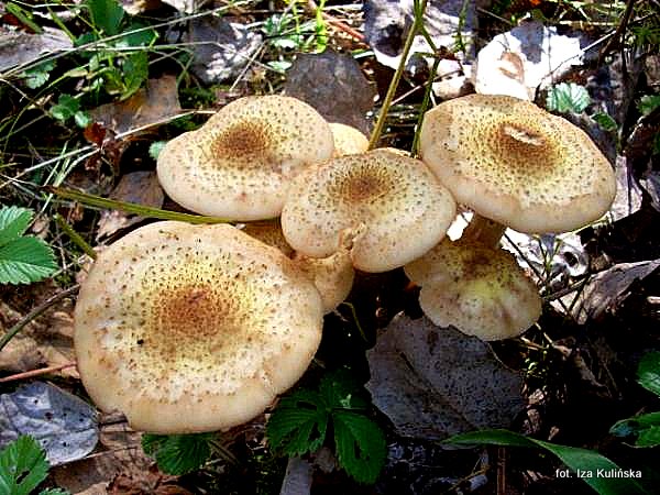 Opieńki | Smaczna Pyza