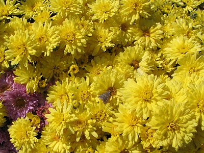 ARHITRUST STUDIO: FLORI DE GRADINA