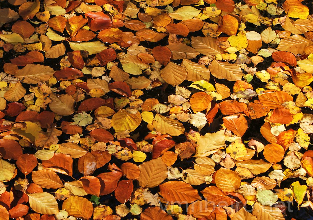 Folhas caídas...