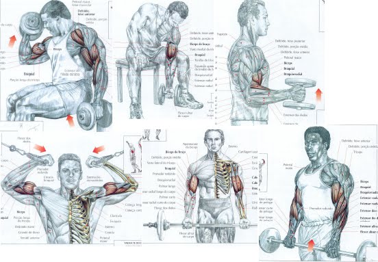 SizeMatters: Treino de Bíceps