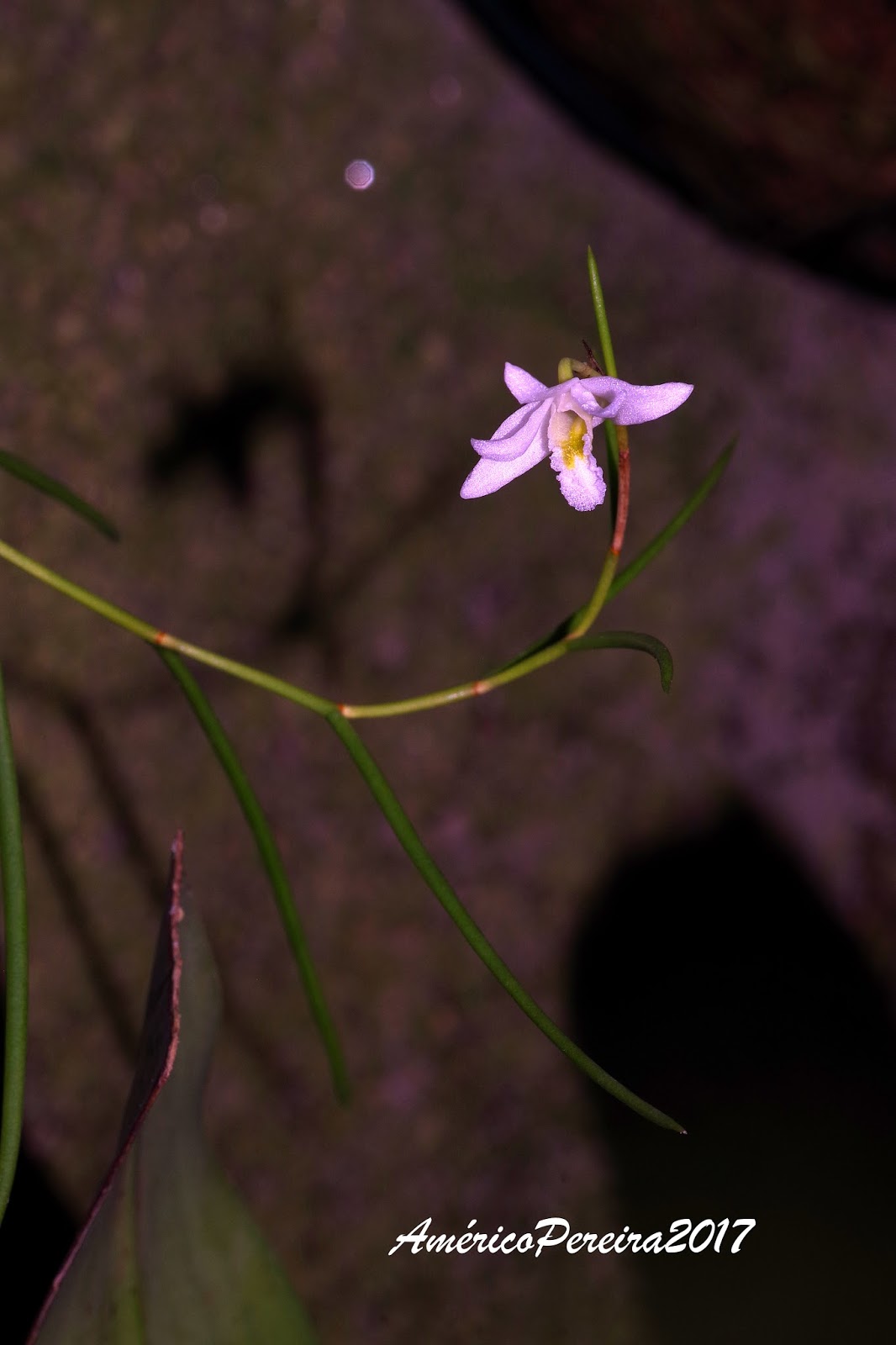 Orquídeas soltas: Dendrobium equitans